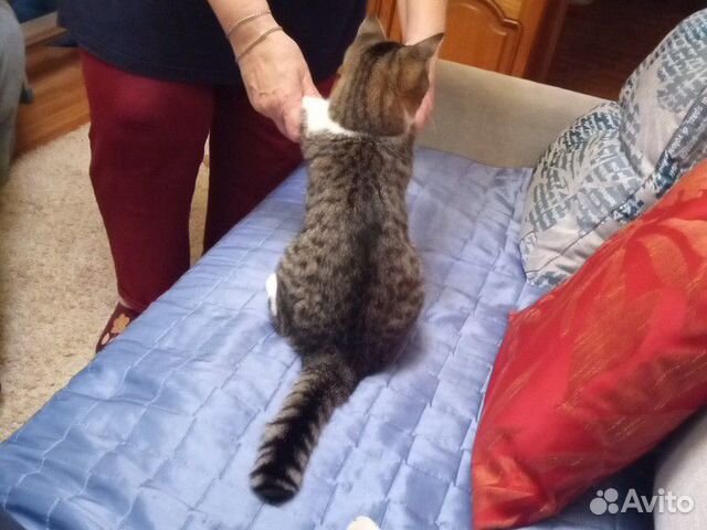 Котенок. Метис бобтейла