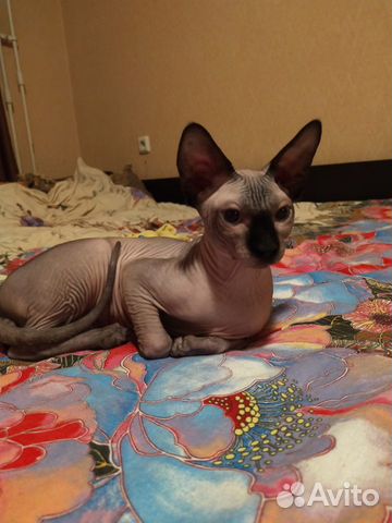 Котик канадский сфинкс