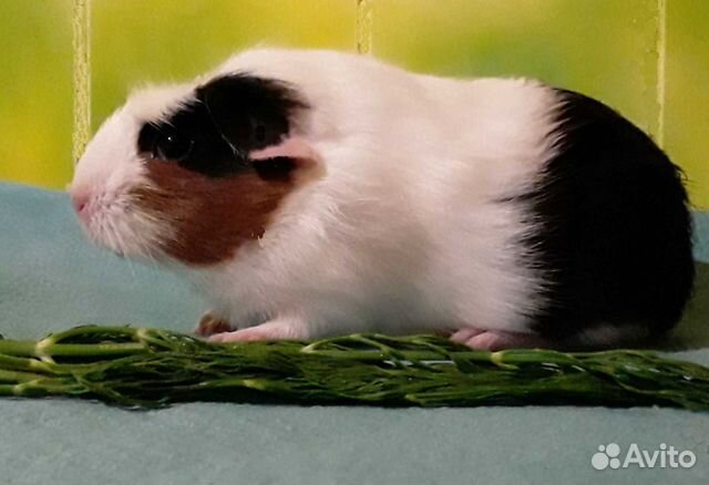 Английский цветной крестед девочка