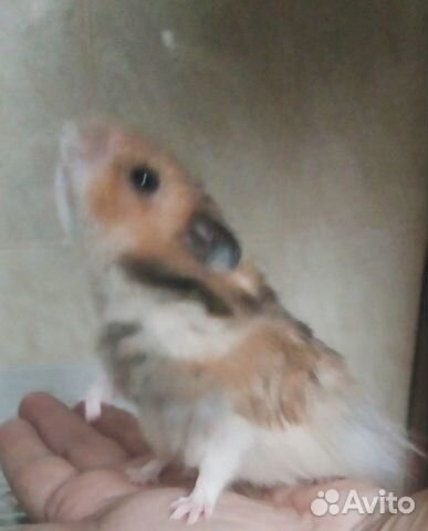 Хомяк сирийский(ангорский)