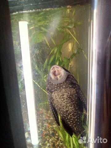 Обменяю парчовый сом 24см на аквариумный водонагре