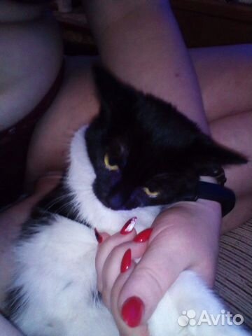 Котенок девочка Люська 5мес.стерилизованная,ласков