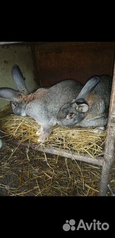 Крол и крольчиха великан