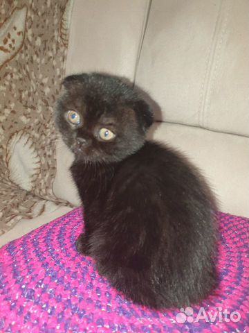 Вислоухая шотландская