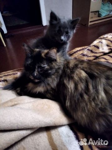 Кошка