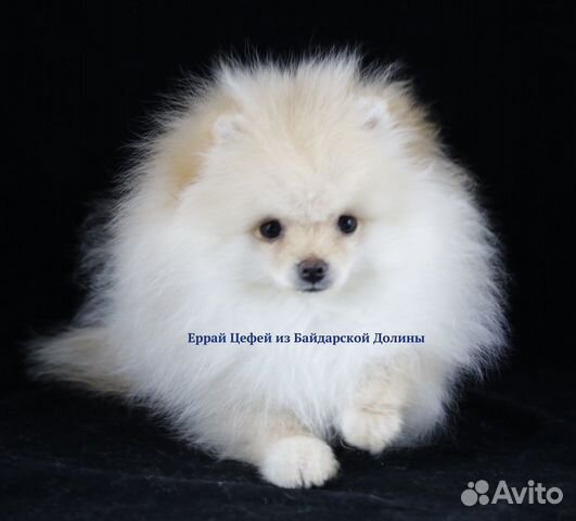 Померанский маленький мальчик