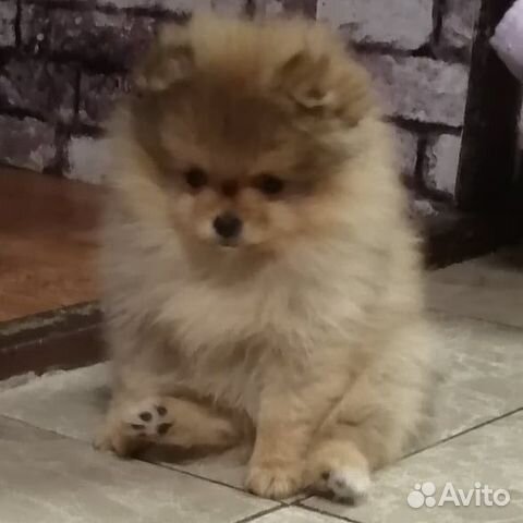 Две очаровательные девочки окрас оранж и черно-под