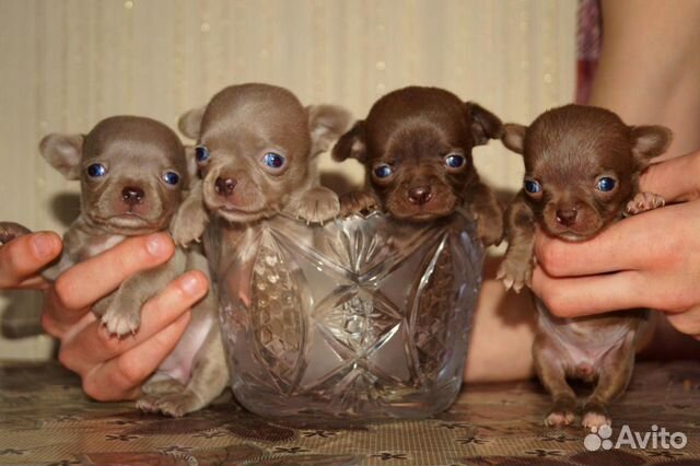 Чихуа лиловые, шоколадные,мерле