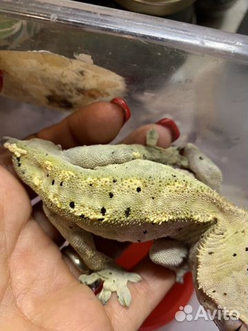 Бананоед Самец геккон реснитчатый.2.5 года
