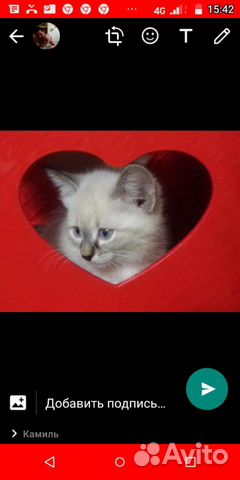 Котенок для души