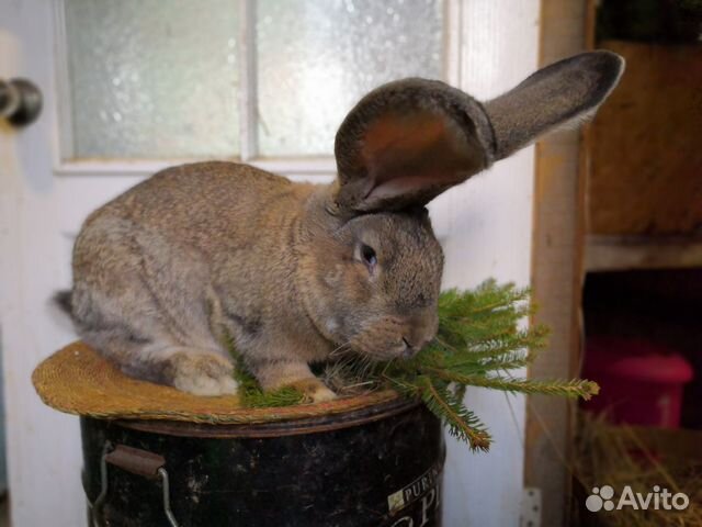 Фландр самка и самец