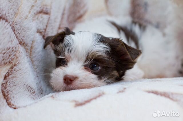 Метис Йорка+кхс