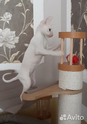 Корниш Рекс котята
