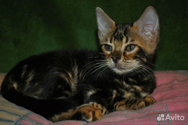 Кошечка бенгальская в эксклюзивном окрасе