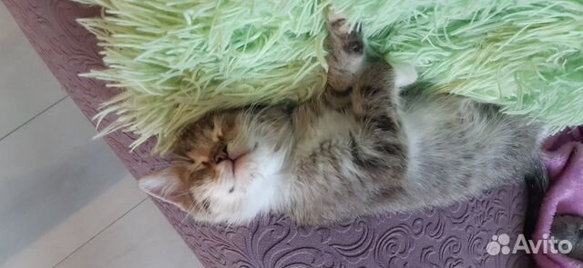 В хорошие руки ) суперкотик