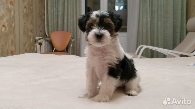 Бивер Йорк, мальчик, 2 месяца