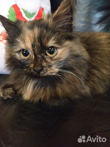 Маленькая черепашка