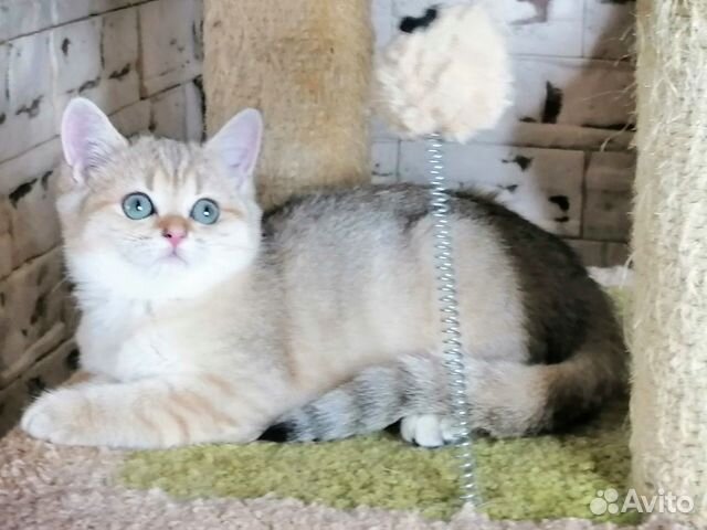 Кошка золотая шиншила