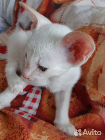 Ориентальный котёнок