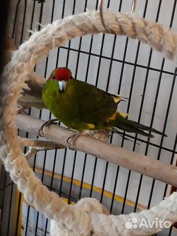 Попугай какарик