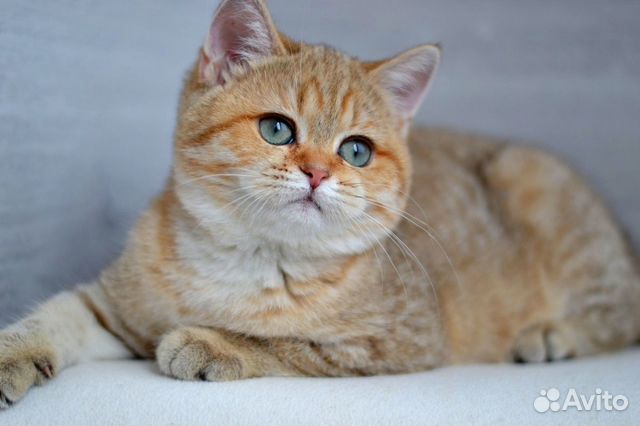 Золотая шиншилла девочка by11