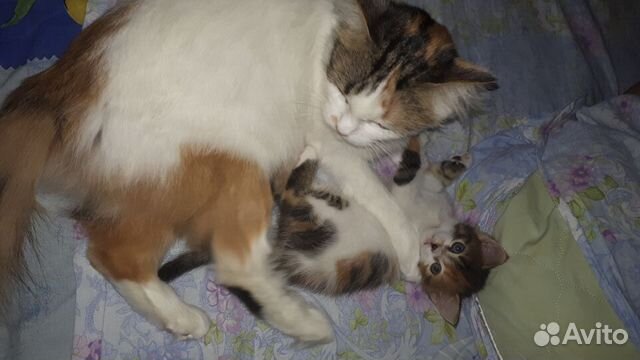 Котёнок возраст 1 месяц 7 дней