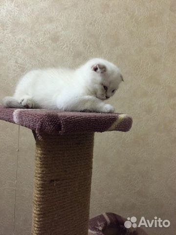 Продаются красивые, крупные Шотландские котята
