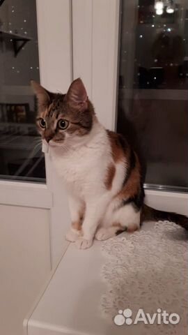 Отдам кошку