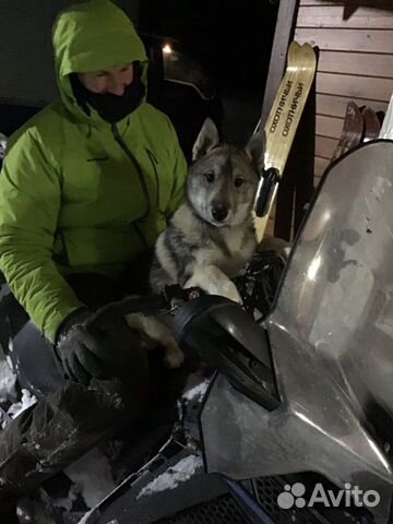 Продам лайку