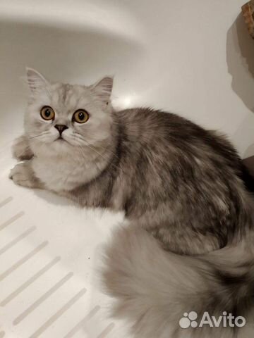 Персидская шиншилла, девочка, 1 год