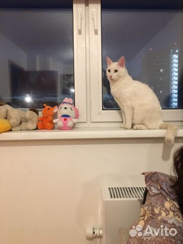 Кот