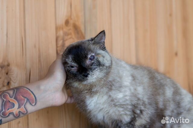 Кошка Софа, 5 лет (из приюта)