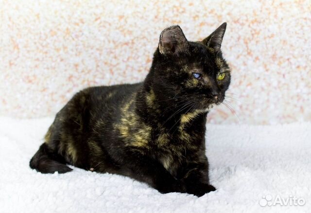 Кошка Мелисса, 4 года (из приюта)