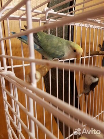 Неразлучники