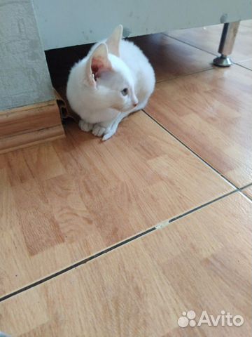 Котёнок сфинкса