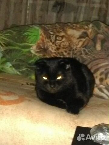 Отдадим вислоухую кошку в добрые руки