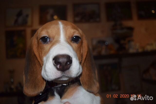 Щенок породы Бигль