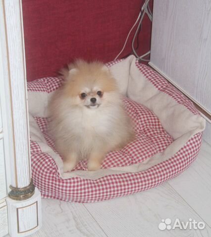 Шпиц 4 мес красивый мальчишка