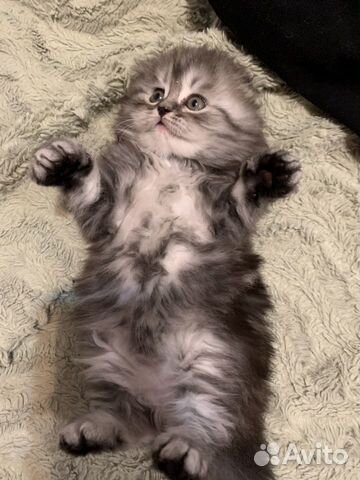 Хайлендфолд шотландский котенок