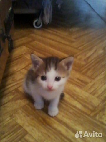 Девочка Антоша