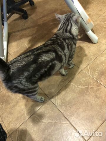 Кот британец, 2 года