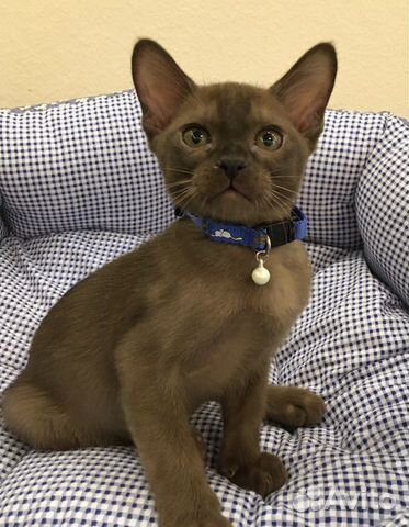 Клубные бурманские котята