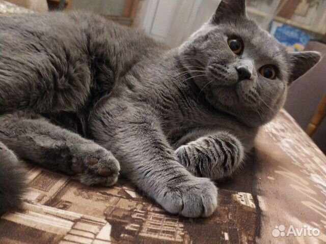 Кот ищет кошечку для вязки