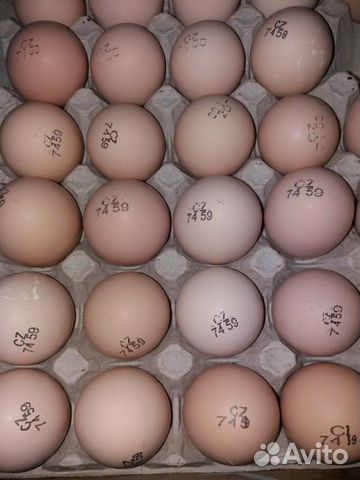Инкубационное яйцо чехия кобб 500