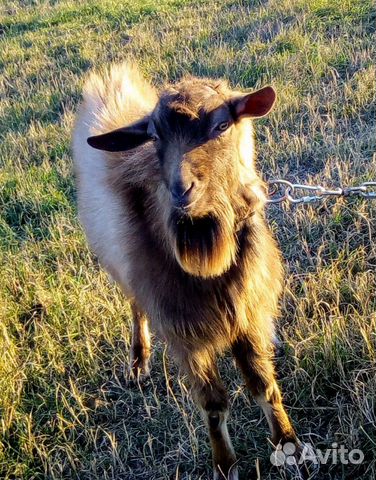 Козел на продажу