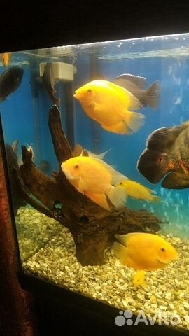 Цихлазома северум и ещё две цихлиды