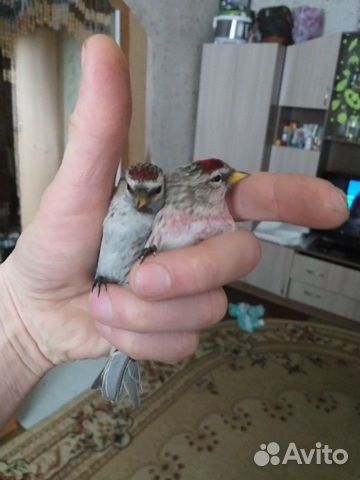 Птички щеглы и чечетки