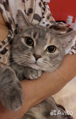 Идеальная кошечка ищет добрые ручки