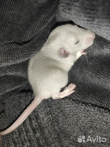 Крыски Дамбо