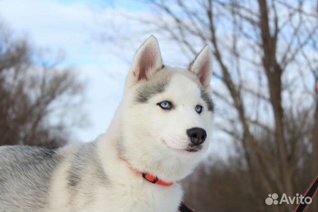 Голубоглазый мальчик Хаски